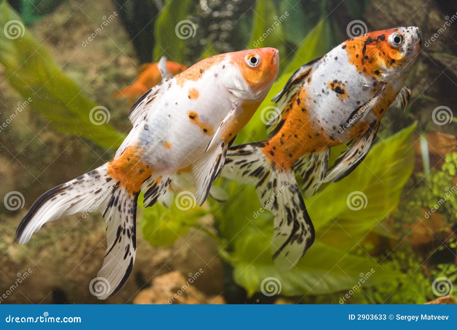 Two Goldfish stock image. Image of aquarium, grass, domestic - 2903633