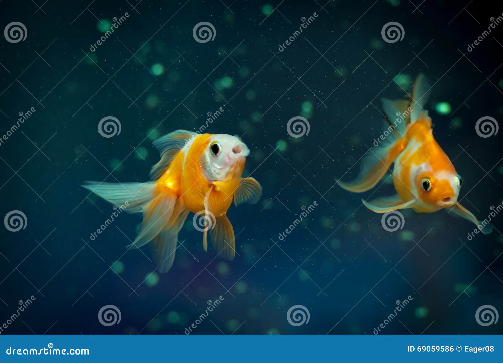 Two goldfish stock photo. Image of aquarium, water, blue - 69059586