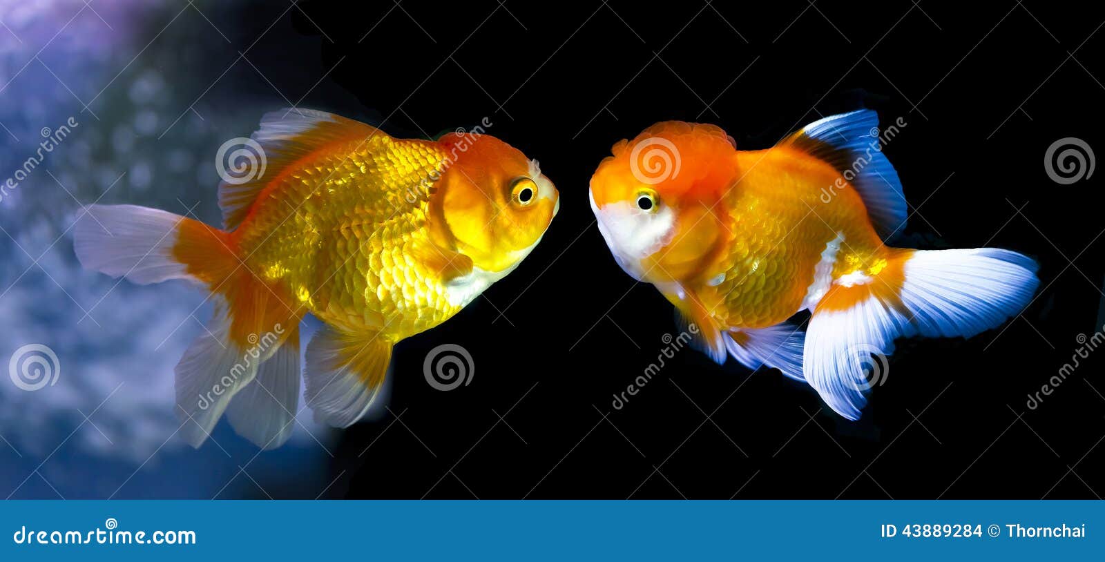 Two Goldfish face-to-face stock photo. Image of pond - 43889284
