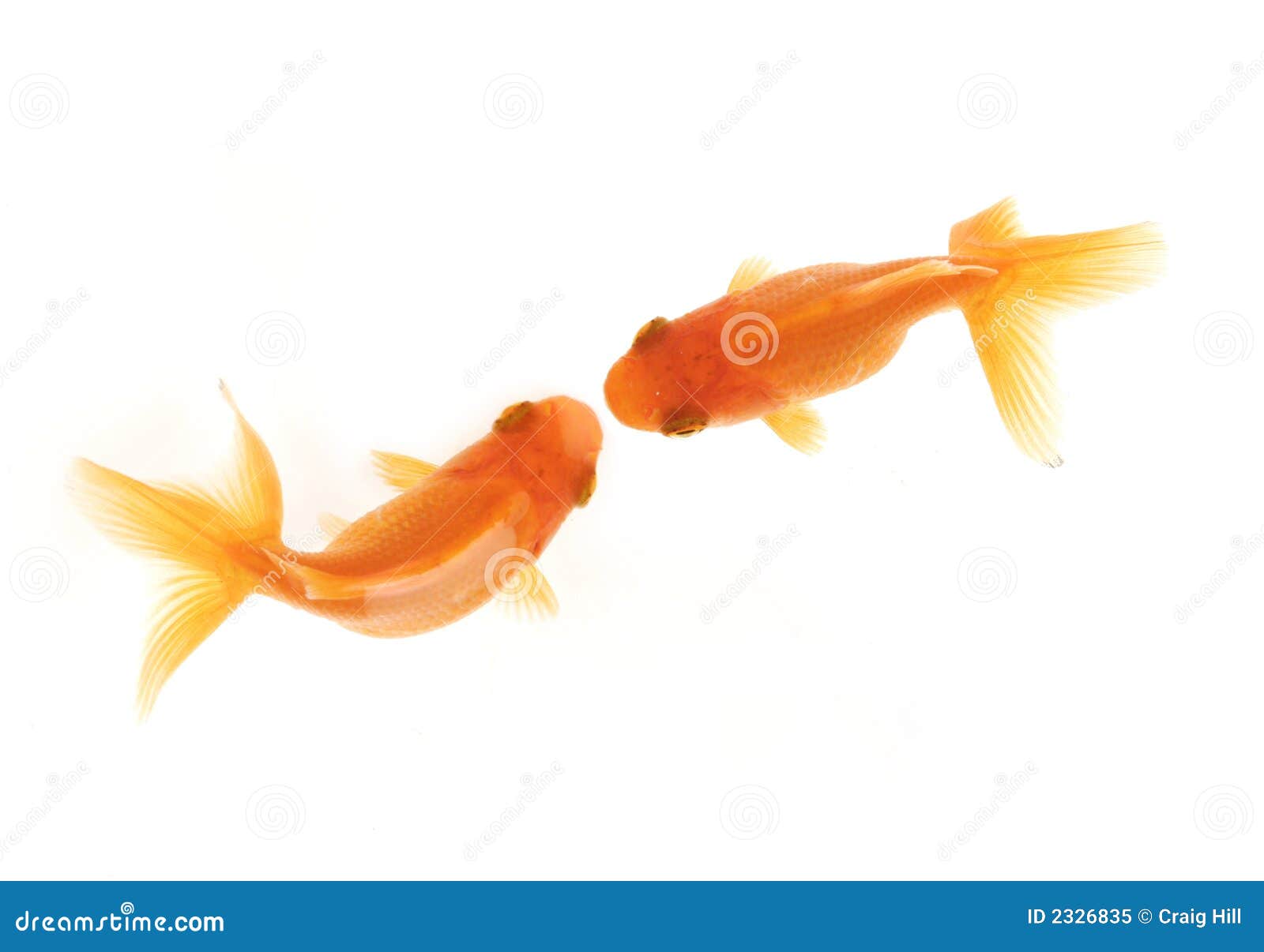 Two goldfish Kissing stock image. Image of marine, lonely - 2326835