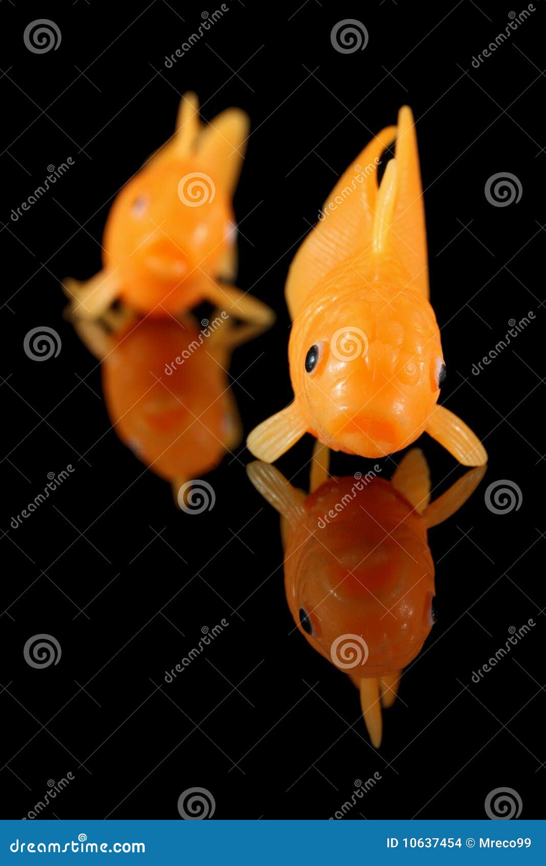 Goldfish Racing Stock Photos - Free & Royalty-Free Stock Photos from ...