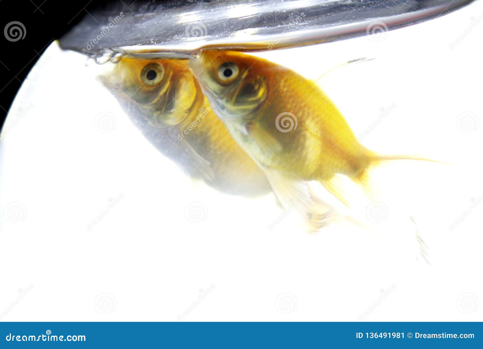 Two goldfish on small bowl stock image. Image of fish - 136491981
