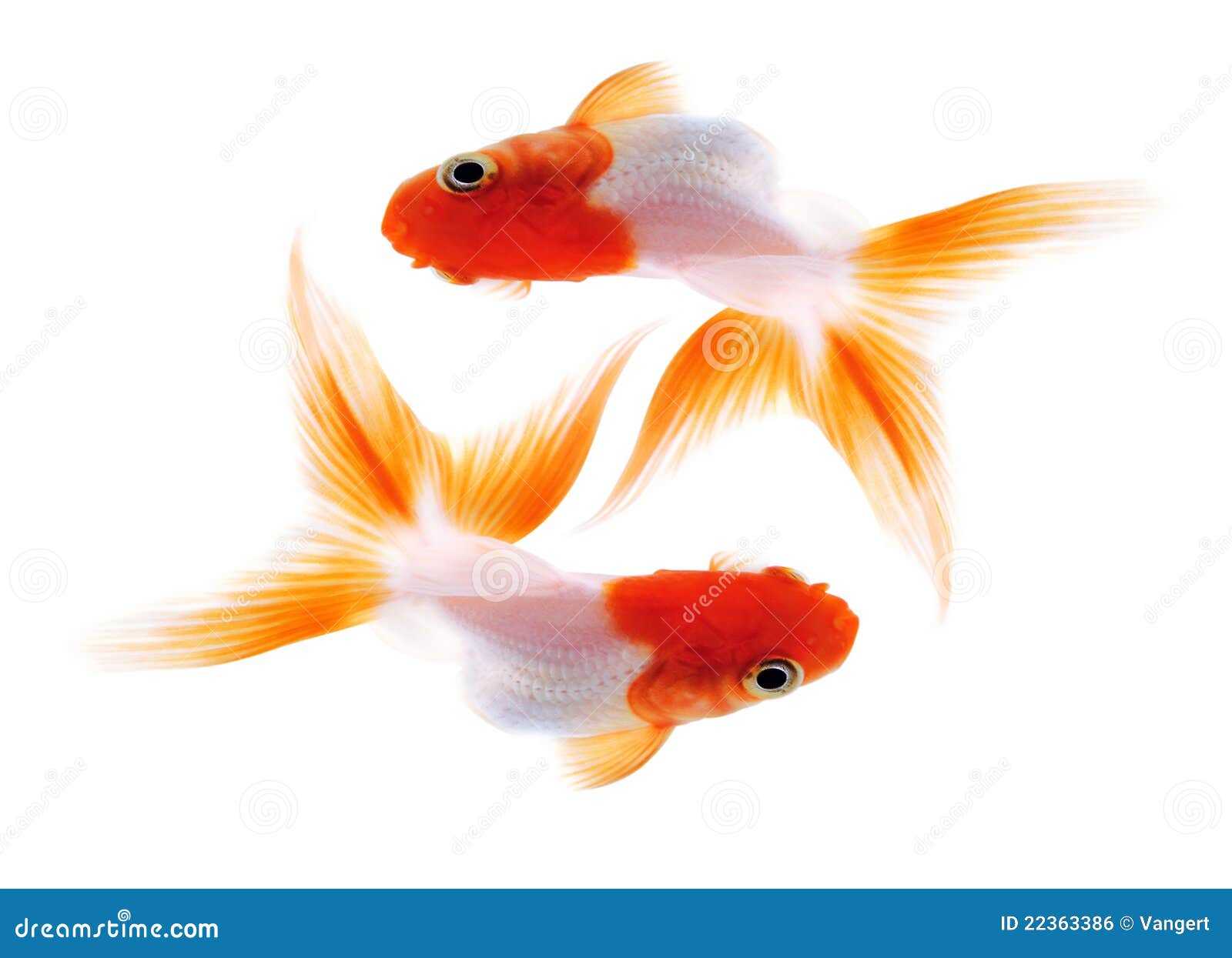 Two Goldfish on white stock photo. Image of golden, isolated - 22363386