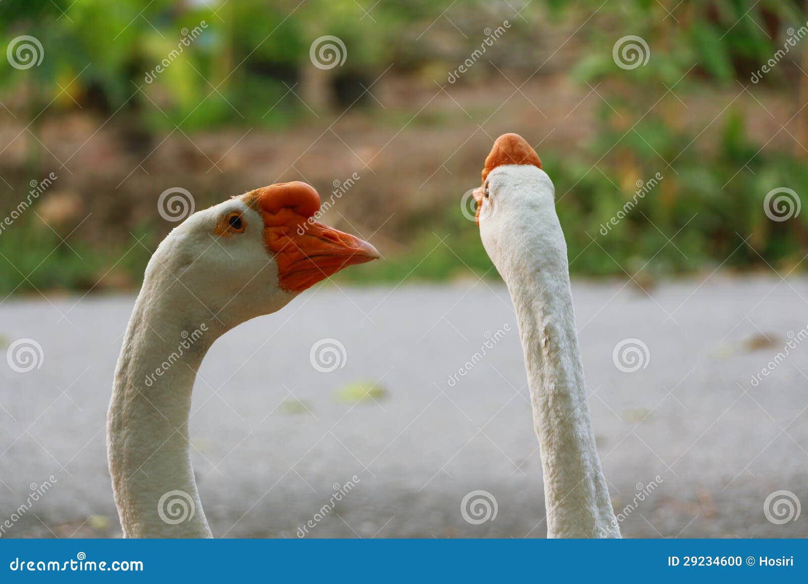 Two goose stock photo. Image of angry, close, poultry - 29234600