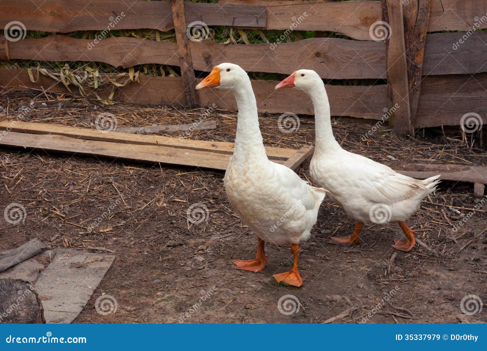 Two goose stock image. Image of birds, attention, beak - 35337979