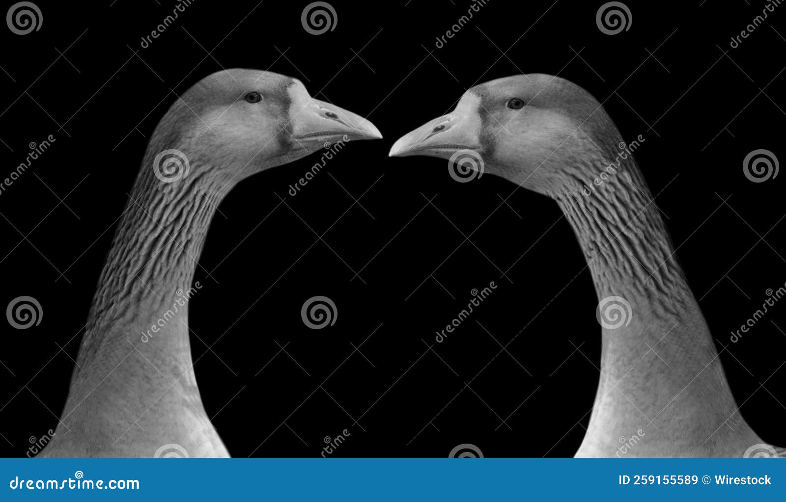 Two Goose Face on the Black Background Stock Image - Image of goose ...