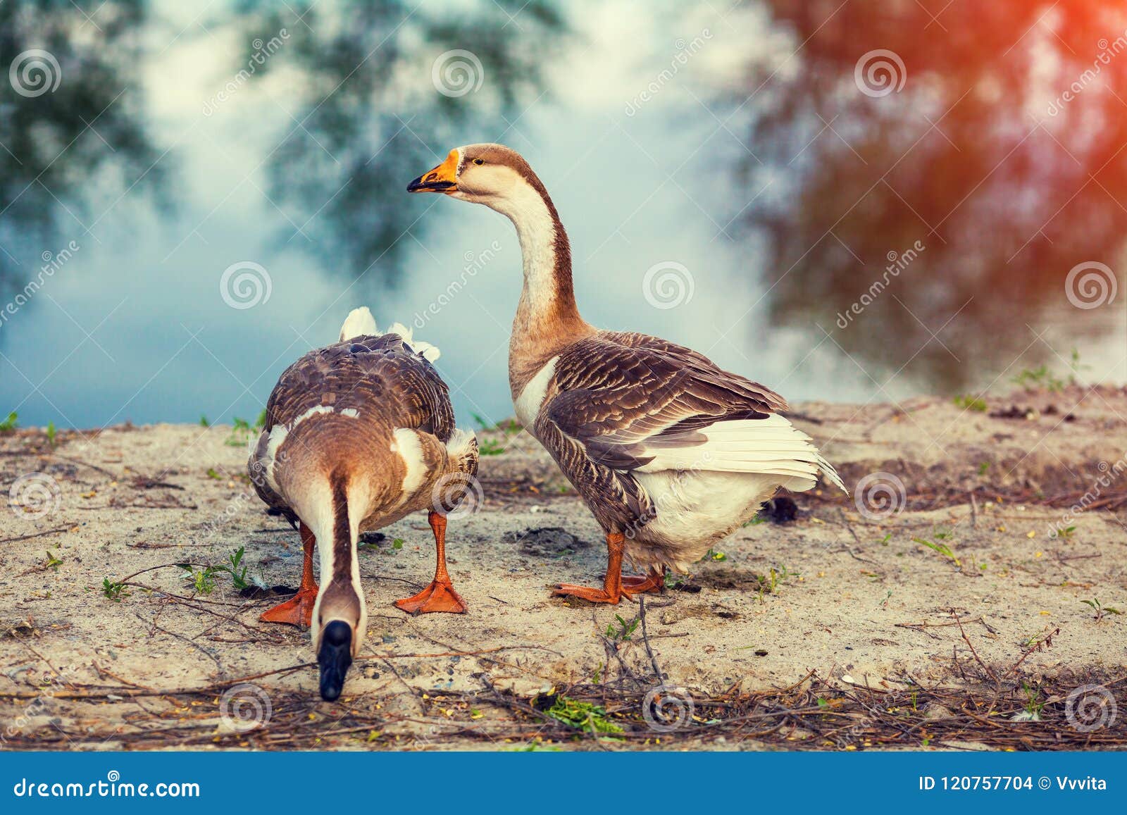 Two goose by the lake stock photo. Image of grace, domesticated - 120757704