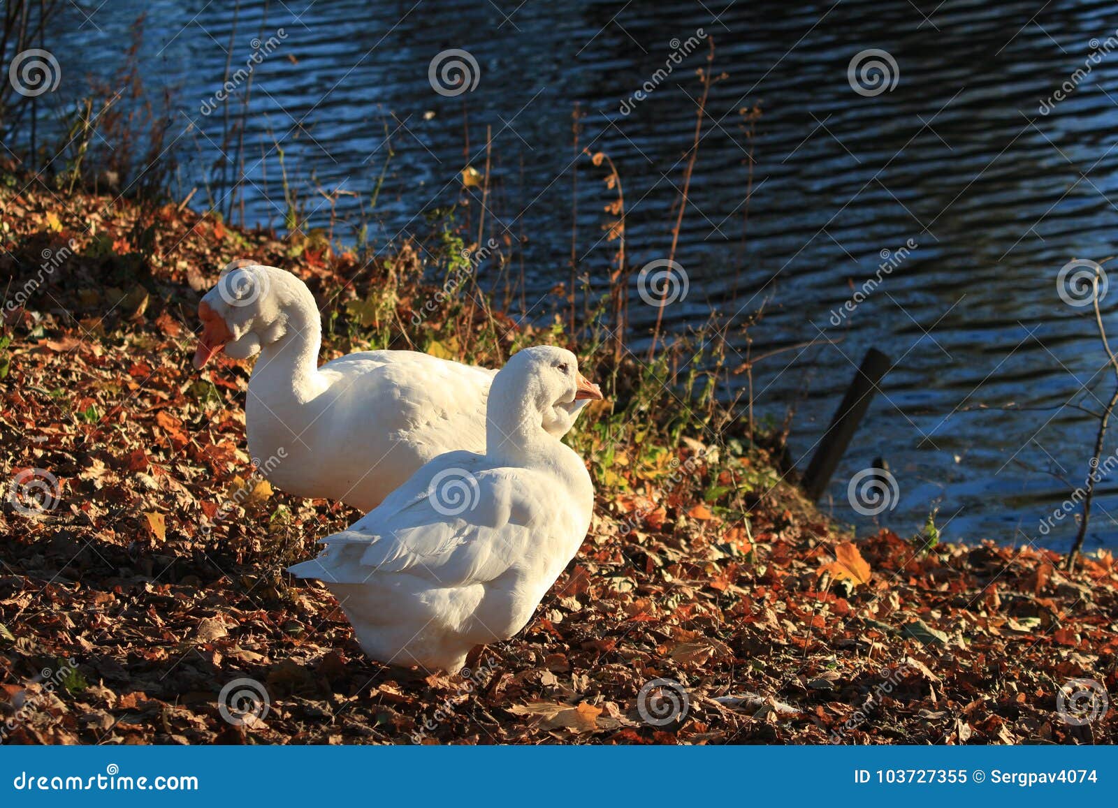 Two goose on the shore stock image. Image of alone, bird - 103727355