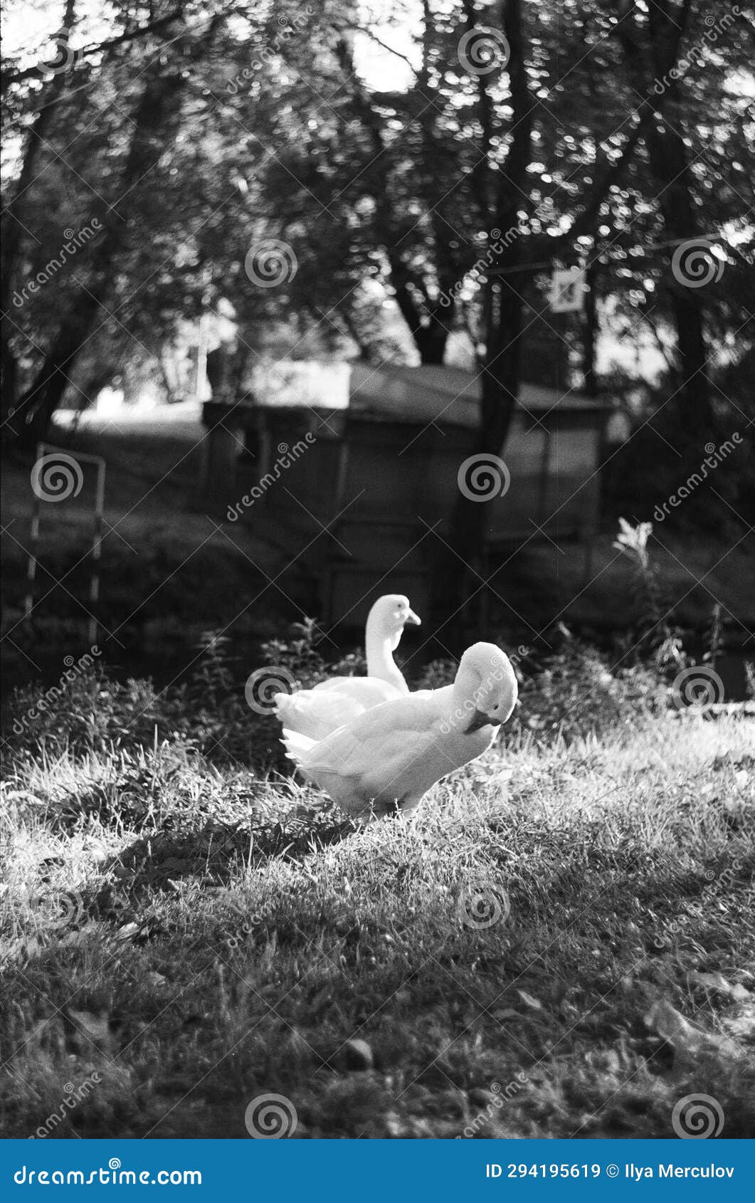 Two goose in the park stock image. Image of monochrome - 294195619