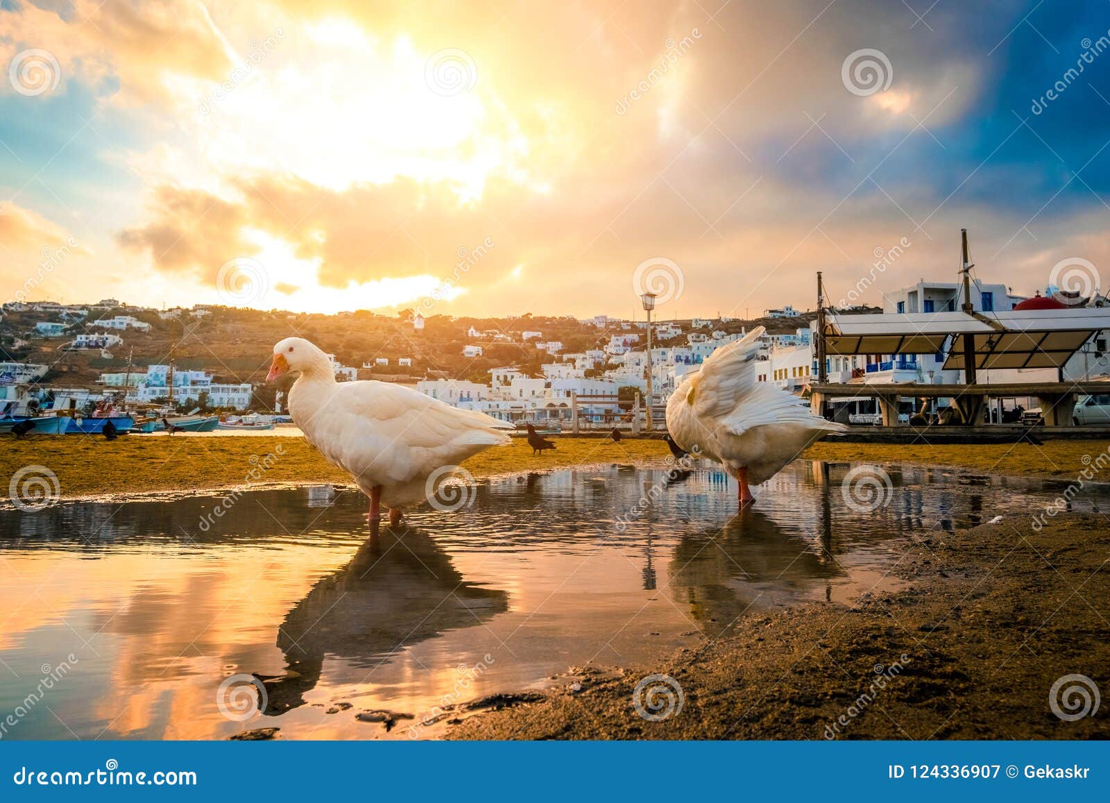 Two Goose in Puddle at Sunset Stock Image - Image of european ...