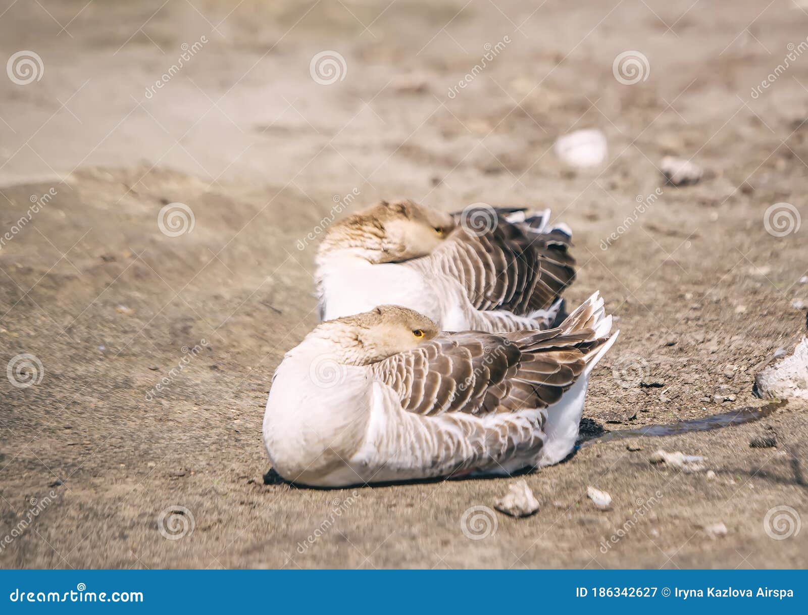 Two Goose Scratching on Ground in a Farm Stock Image - Image of sitting ...