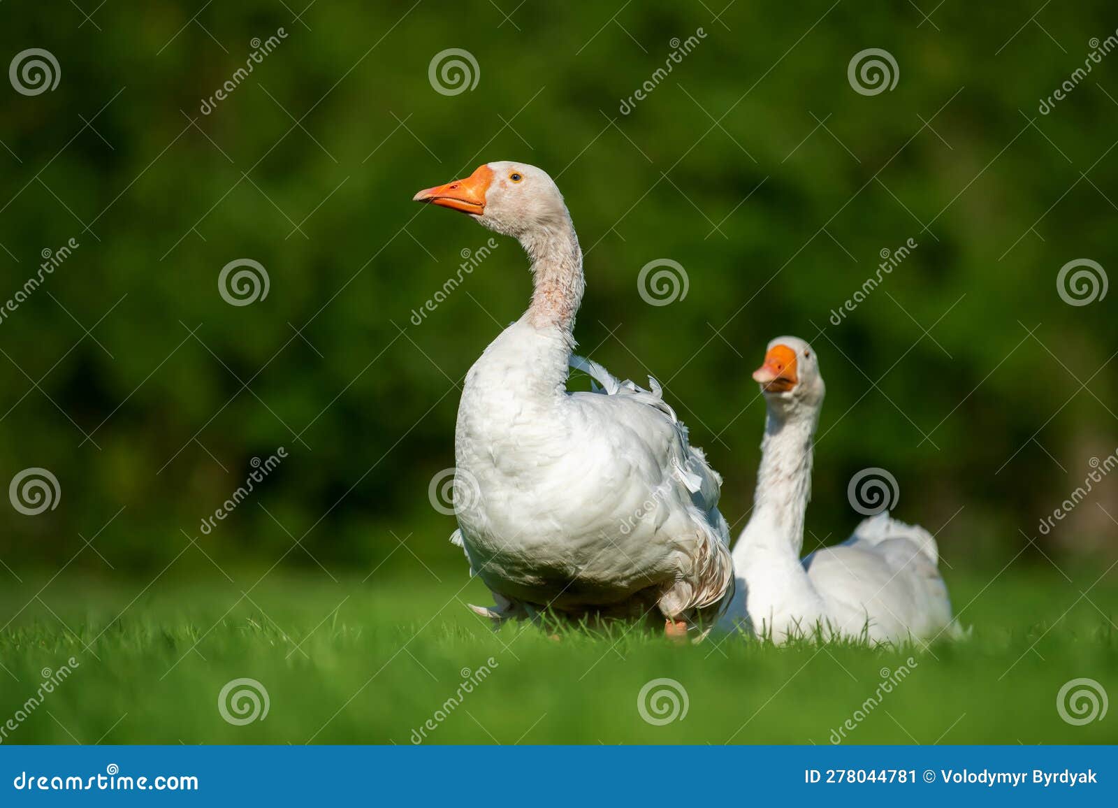 Two Goose on Spring Green Grass Stock Image - Image of beak, wings ...