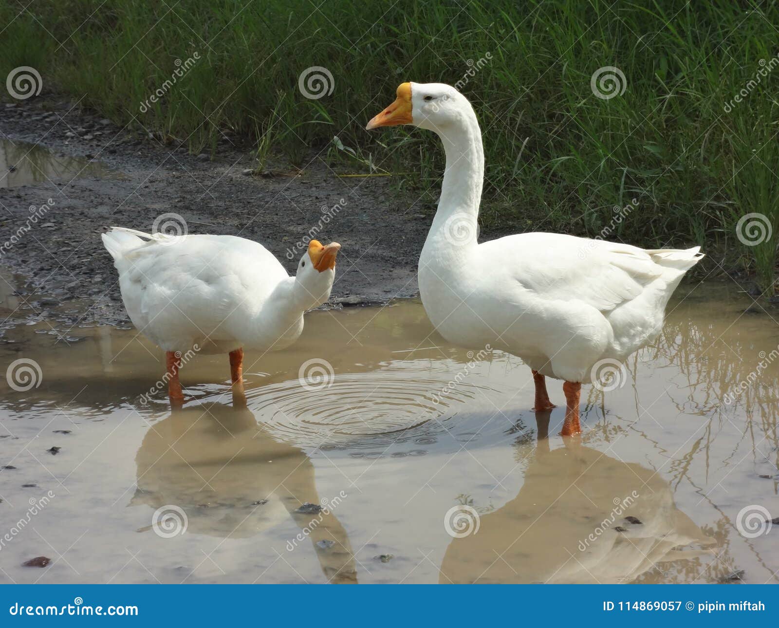 Two goose stock image. Image of puddles, goose, stand - 114869057