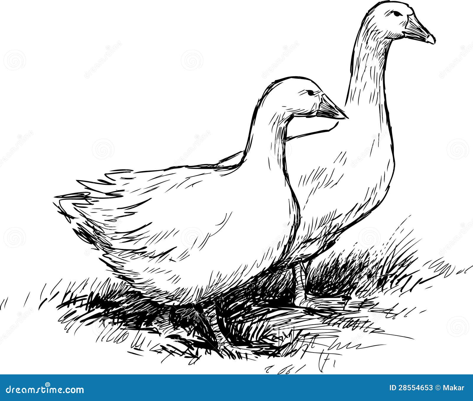 Two gooses stock vector. Illustration of beak, goose - 28554653