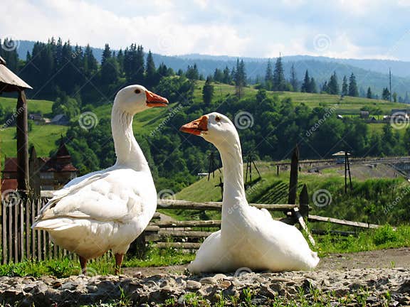 Two gooses stock image. Image of animal, goose, life, house - 3918151