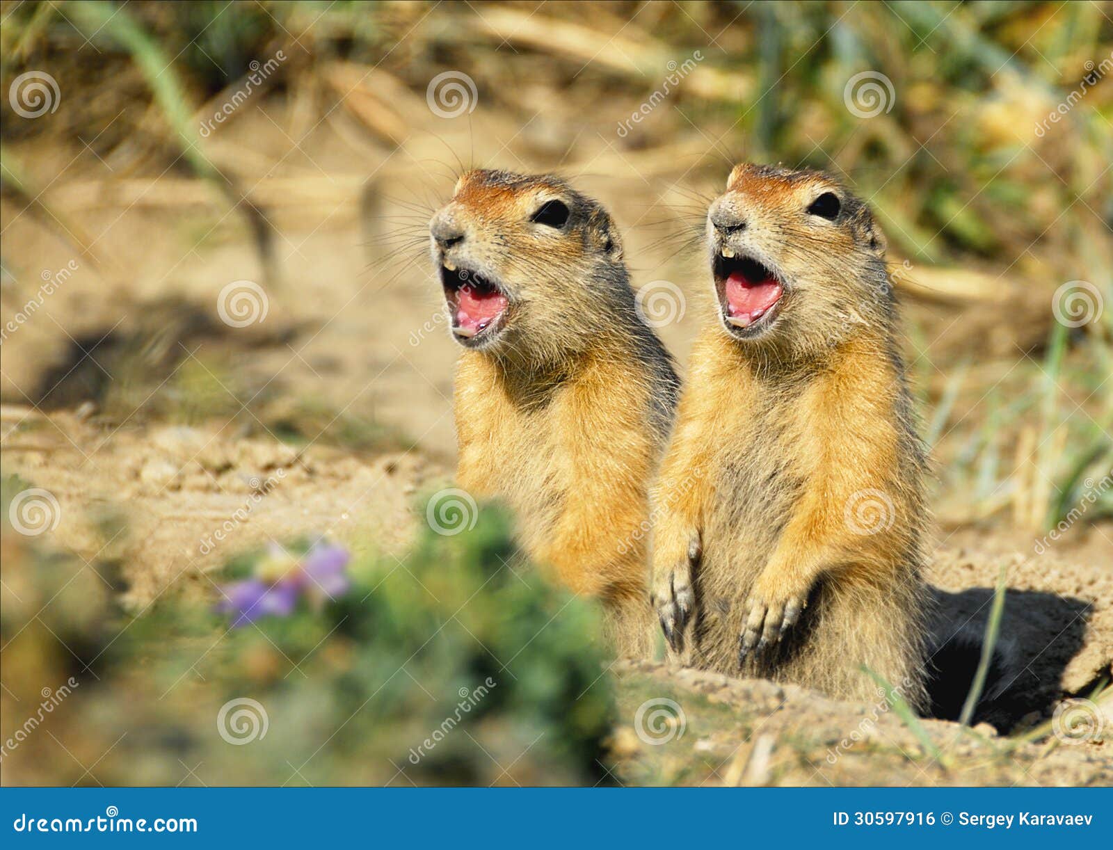 Two gophers stock photo. Image of area, urban, terrain - 30597916