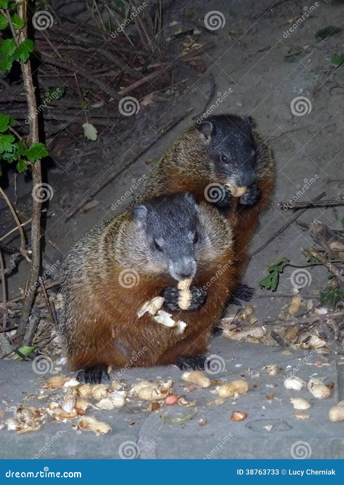 Two Gophers stock image. Image of flora, gopher, brick - 38763733