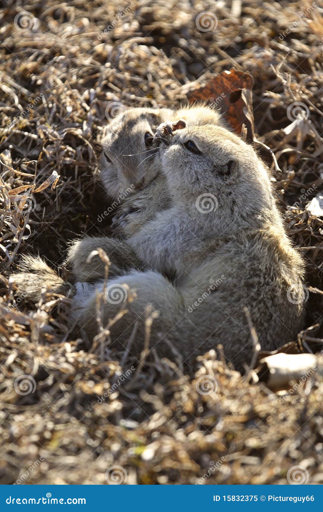 Two gophers mating stock image. Image of canada, amorous - 15832375