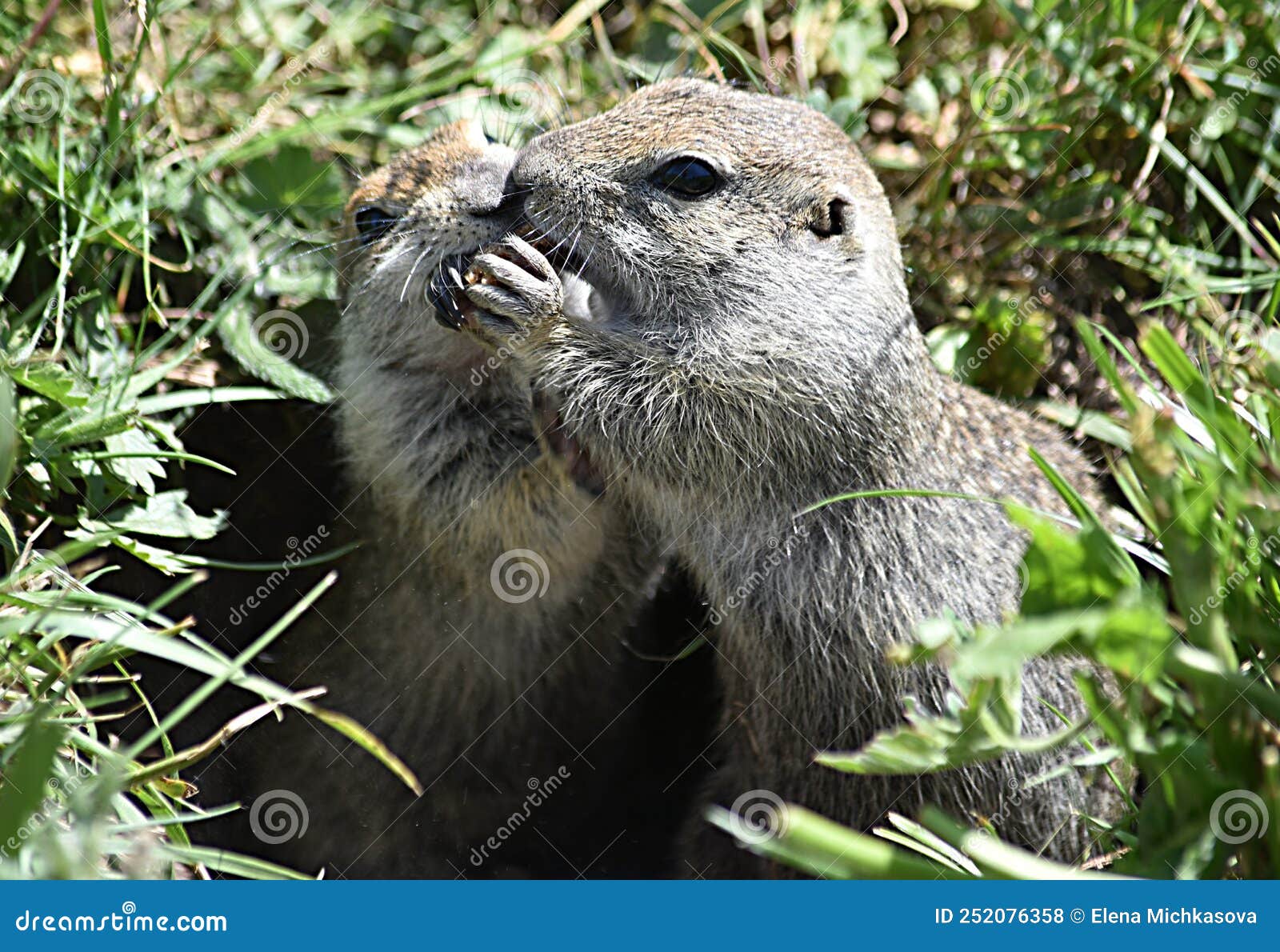 Two Gophers. One Ground Squirrel Eats Against the Background of a Hole ...