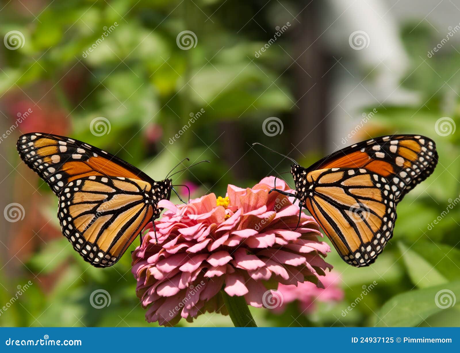 Two Gorgeous, Colorful Monarch Butterflies Stock Image - Image of ...