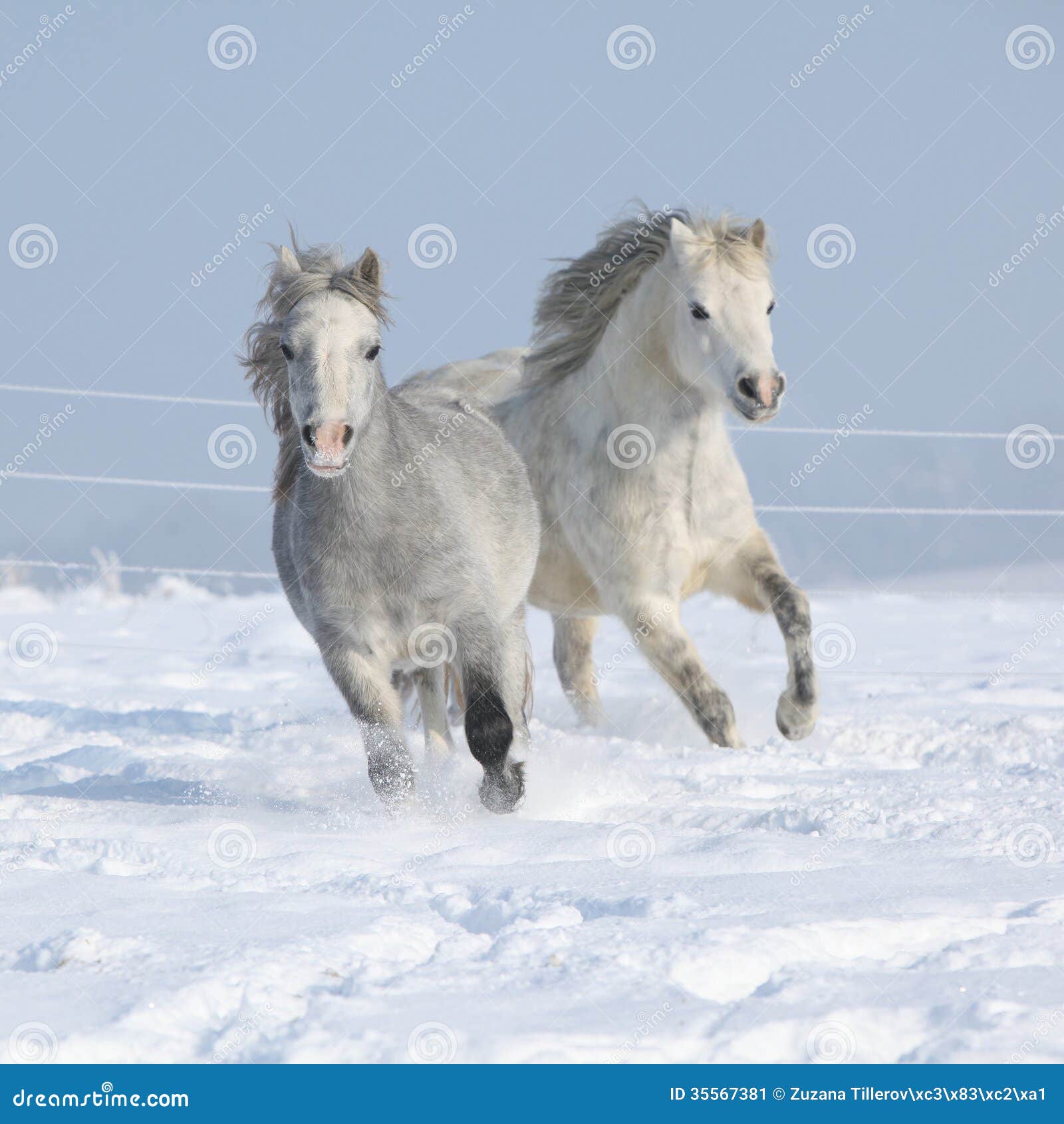 Two Gorgeous Ponnies Running Together in Winter Stock Image - Image of ...