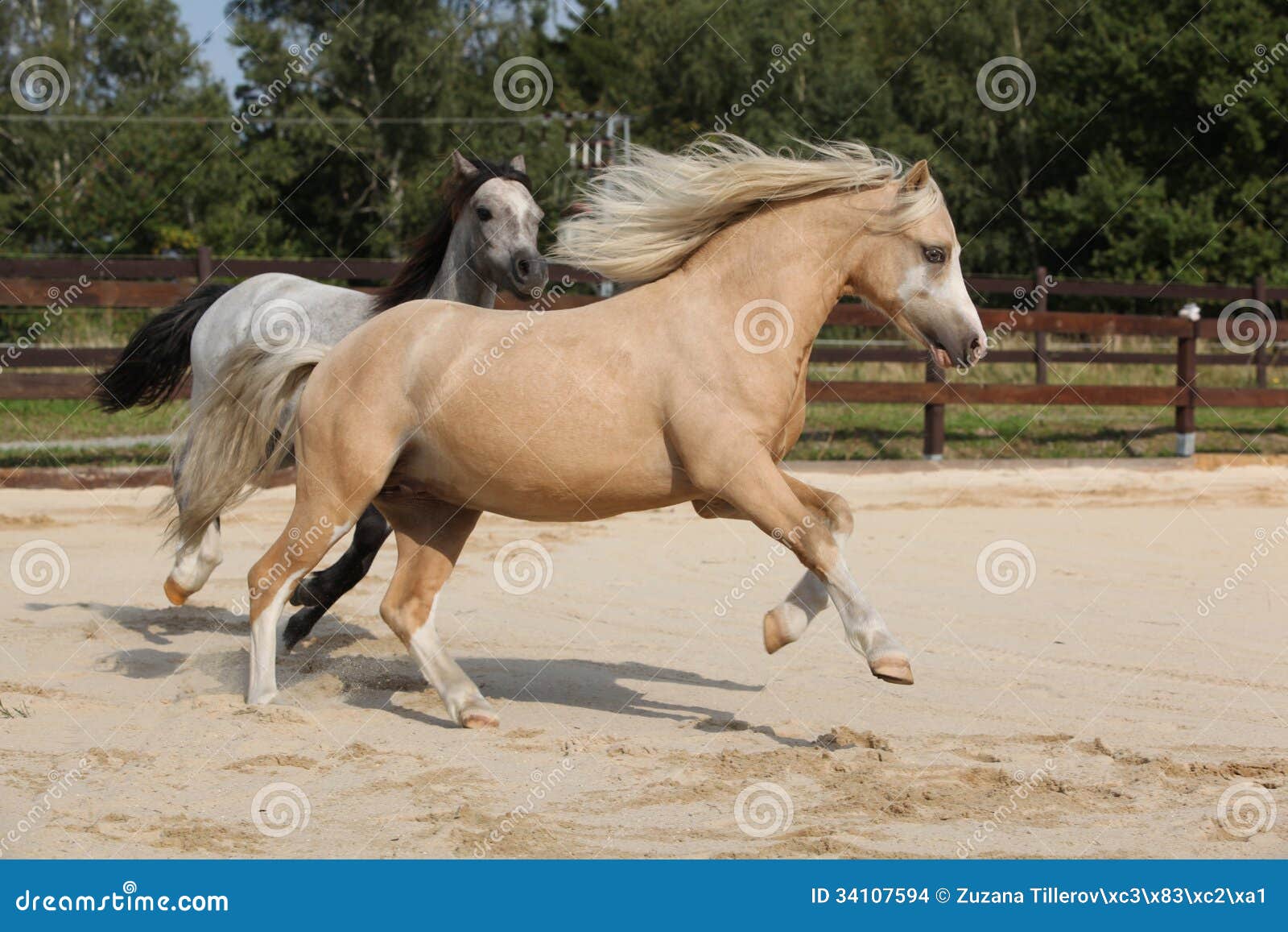 Two Gorgeous Stallions Running Together Stock Photo - Image of mammal ...