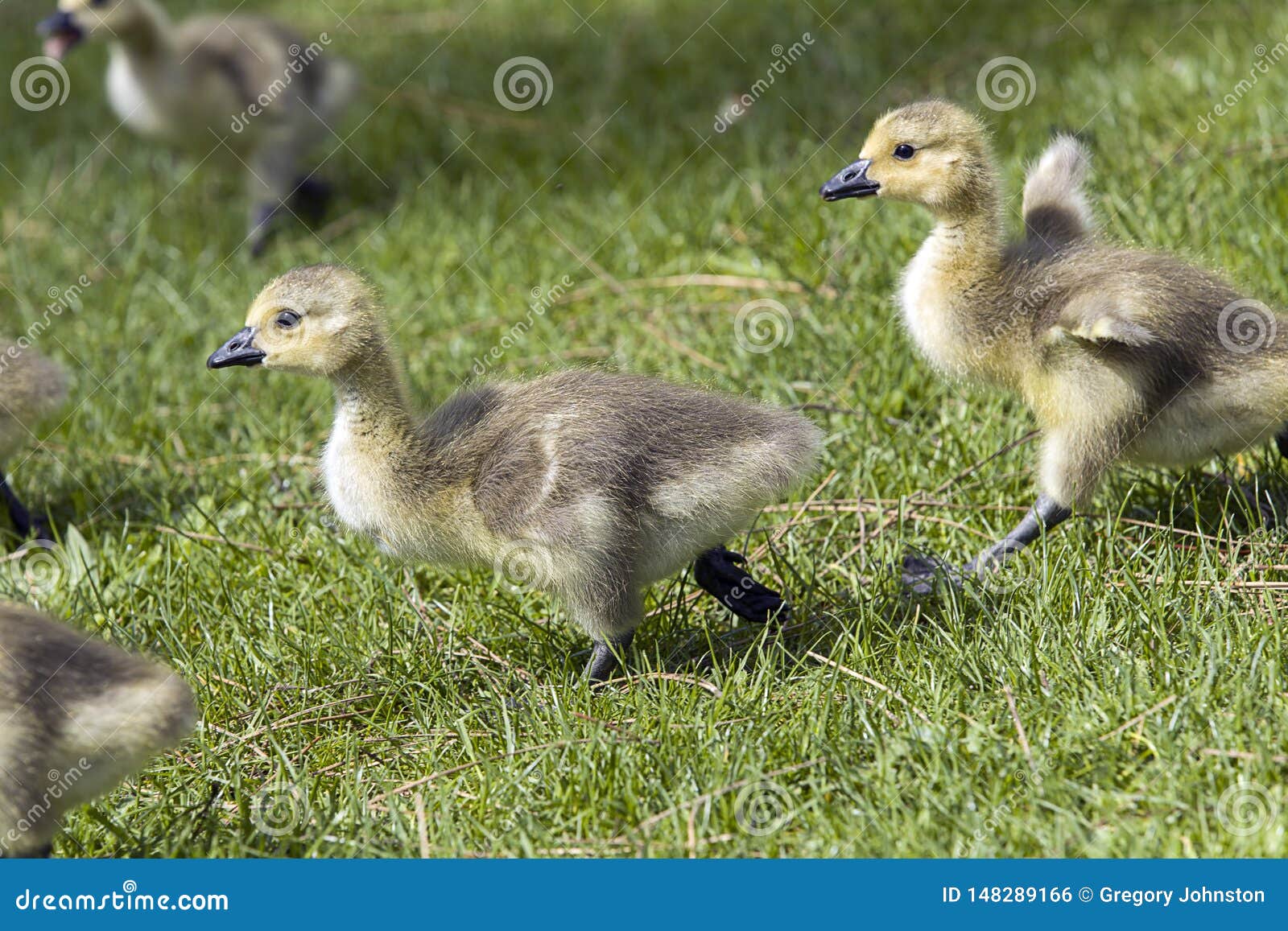 Two Goslings Run in the Grass Stock Photo - Image of baby, goslings ...
