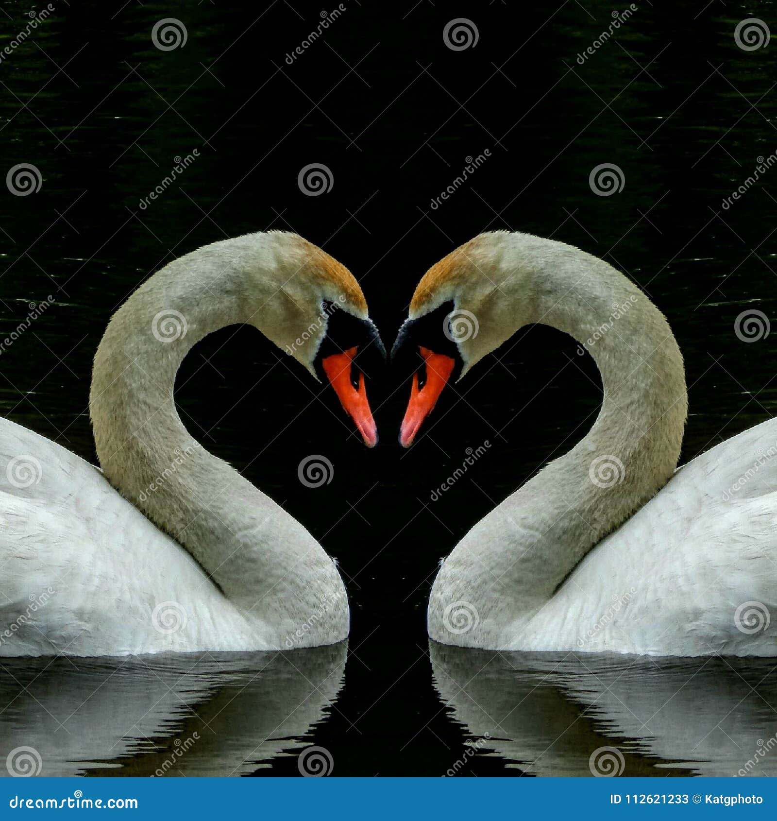 Two Graceful White Swans Facing Each Other in a Water Reflection Stock ...