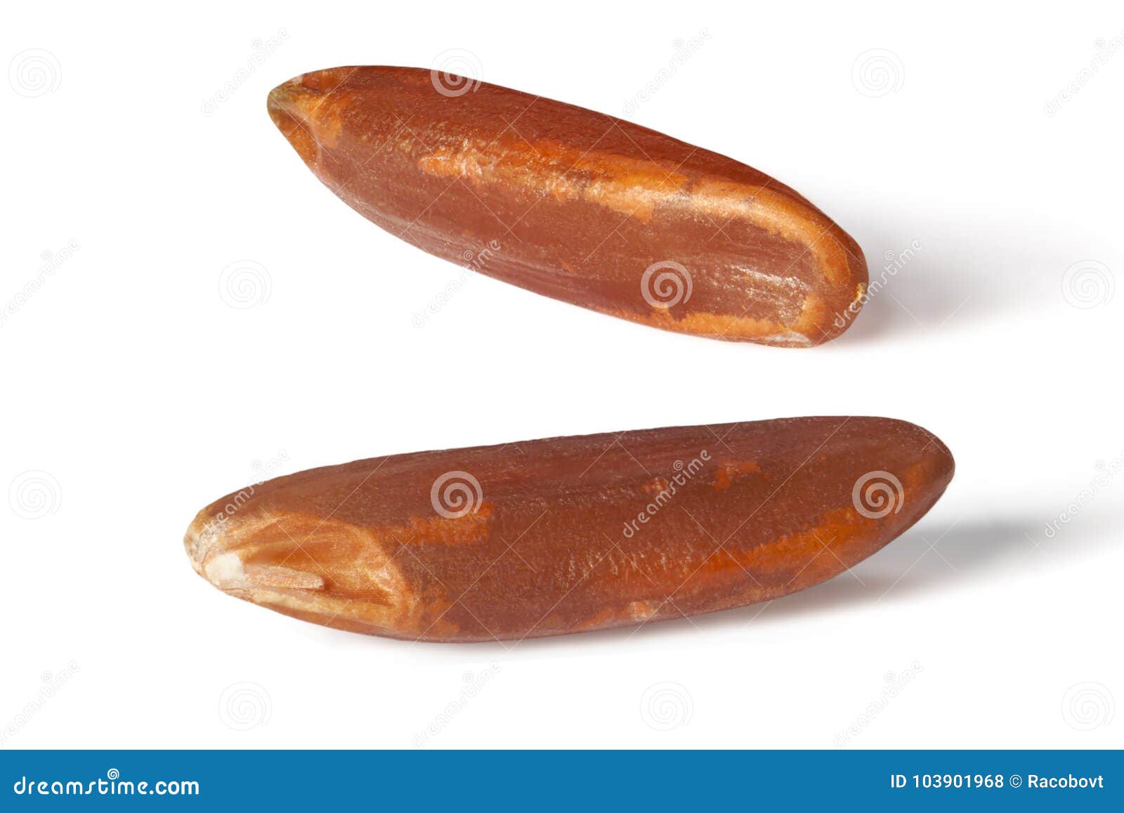 Two grains of red rice stock photo. Image of grains - 103901968