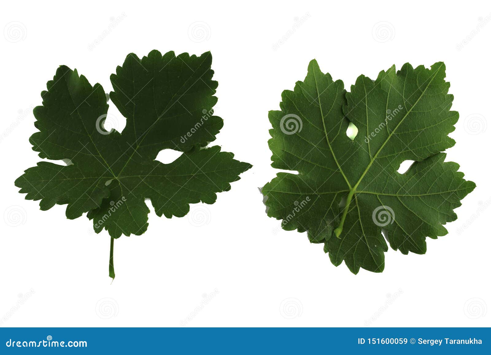 Two Grape Leaves Isolated on White Background, Top and Bottom Side of ...