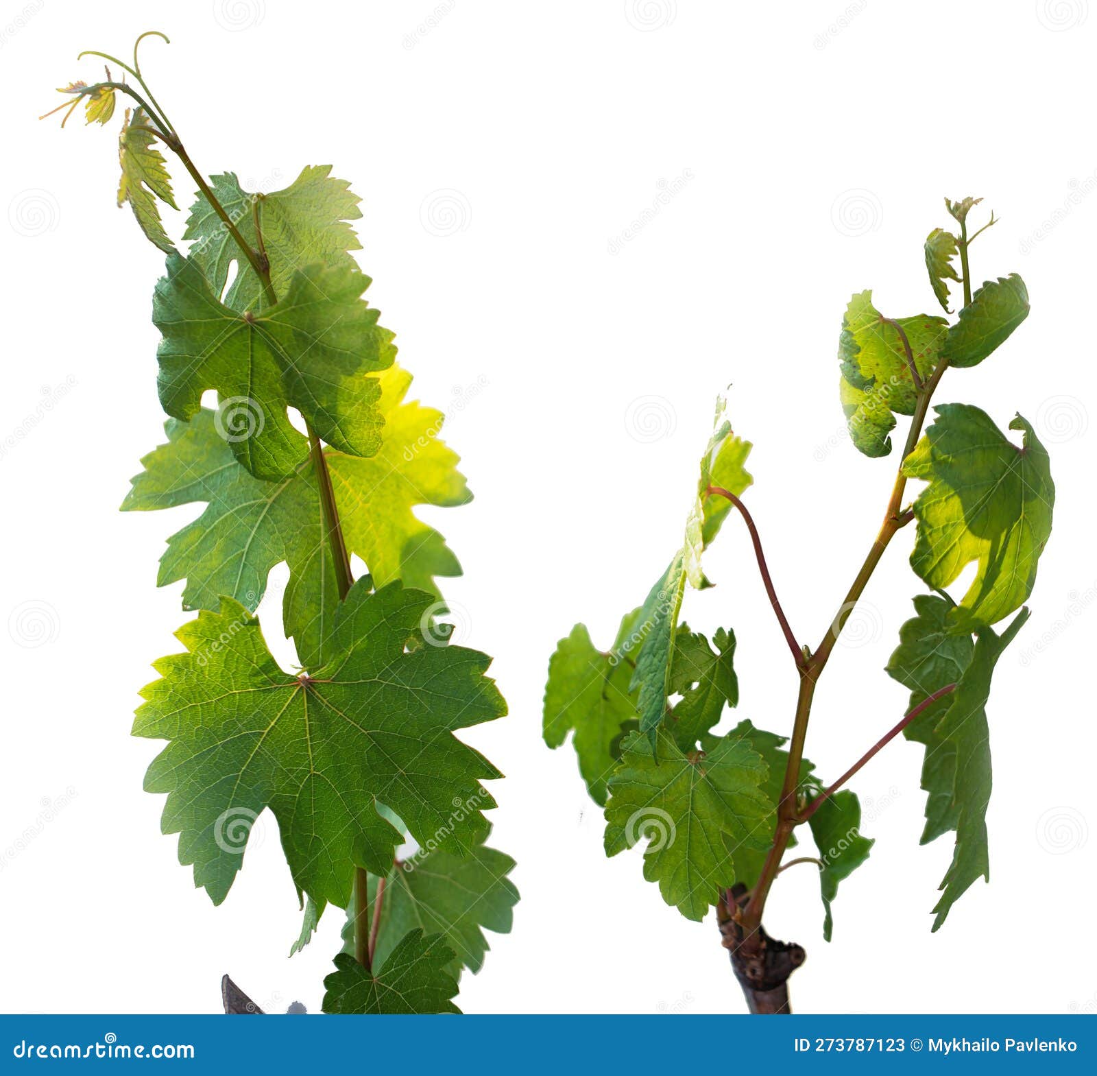 Two Grape Seedlings of Different Varieties on a White Background. Stock ...