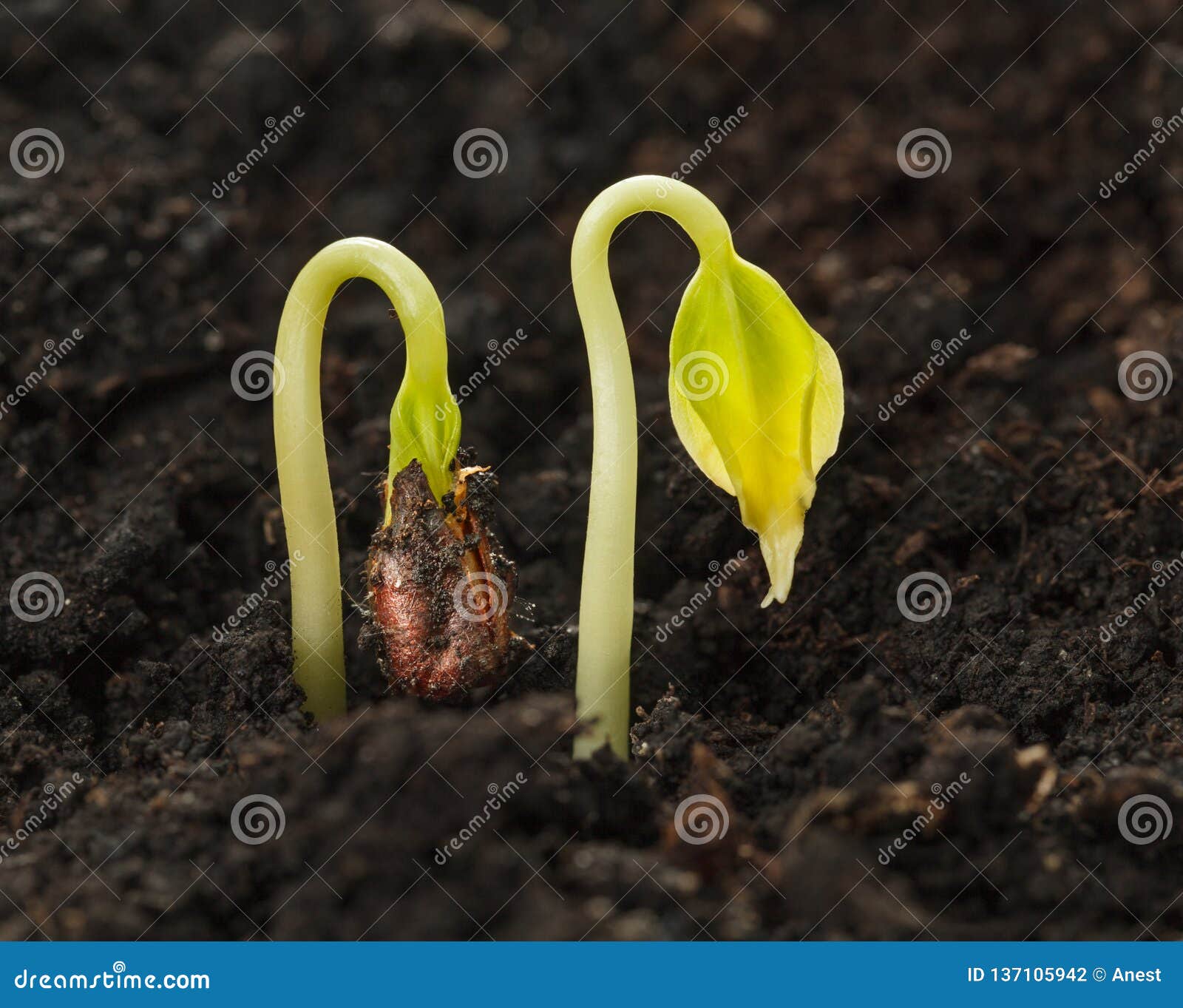 Two grape sprouts stock photo. Image of spring, angle - 137105942