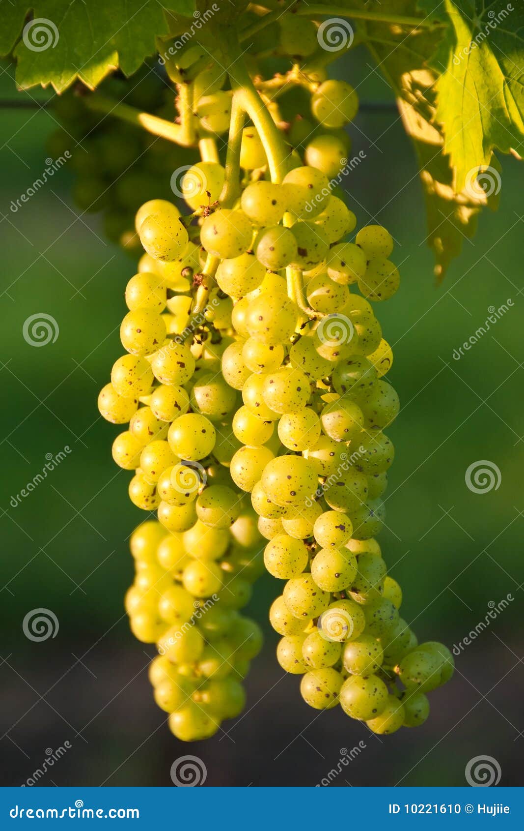 Two grapes stock photo. Image of grapevine, cluster, plant - 10221610