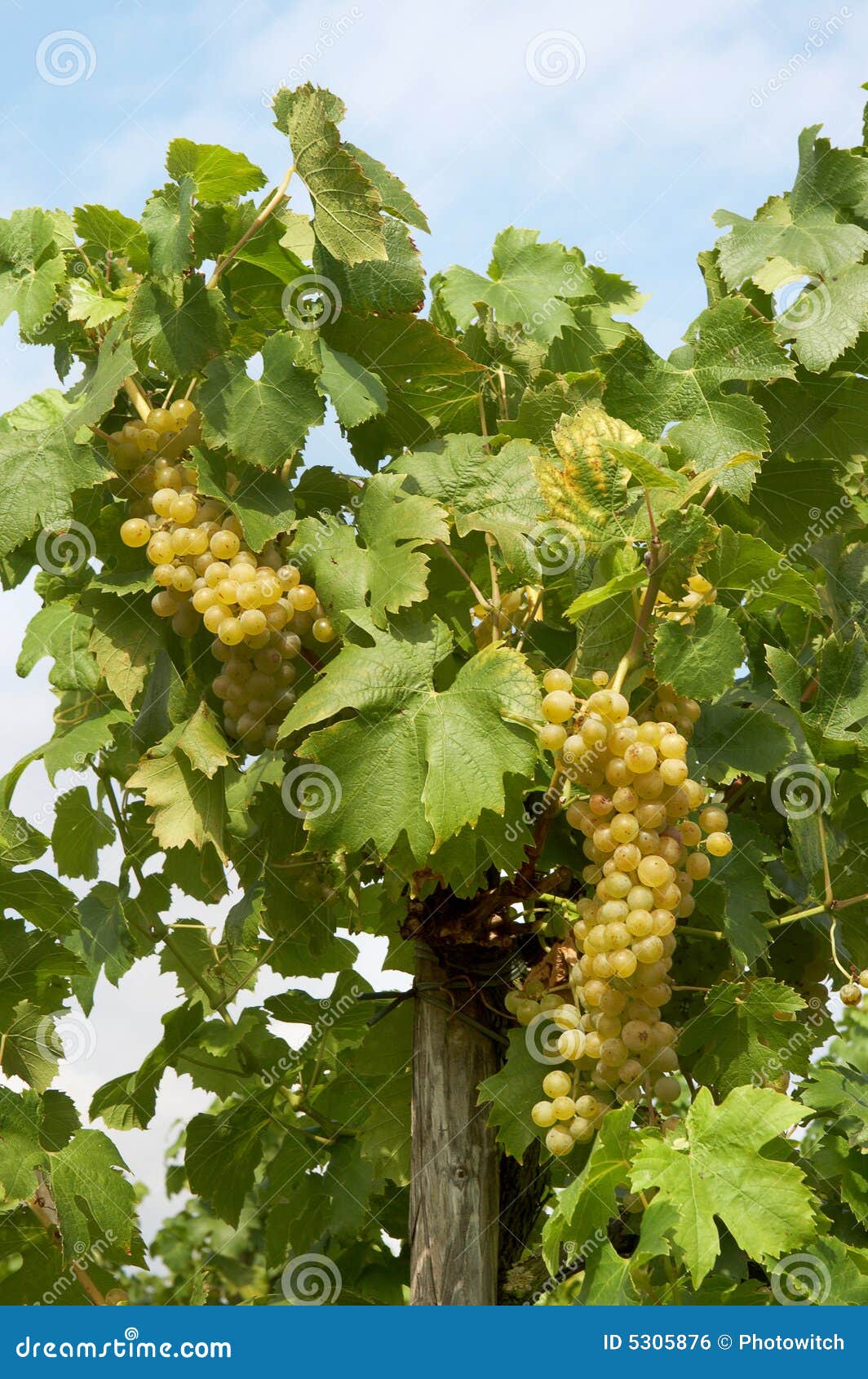 Two grapes stock photo. Image of vineyard, harvest, farm - 5305876