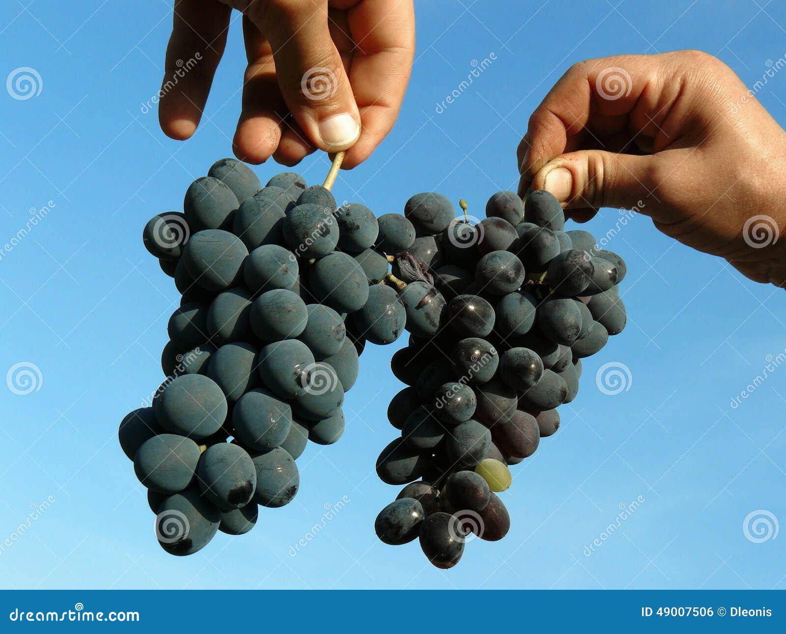 Two grapes clusters stock photo. Image of hand, beauty - 49007506