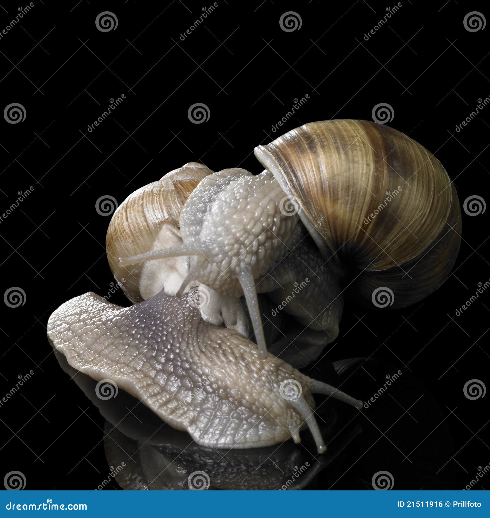 Two Grapevine Snails on Each Other Stock Photo - Image of grapevine ...