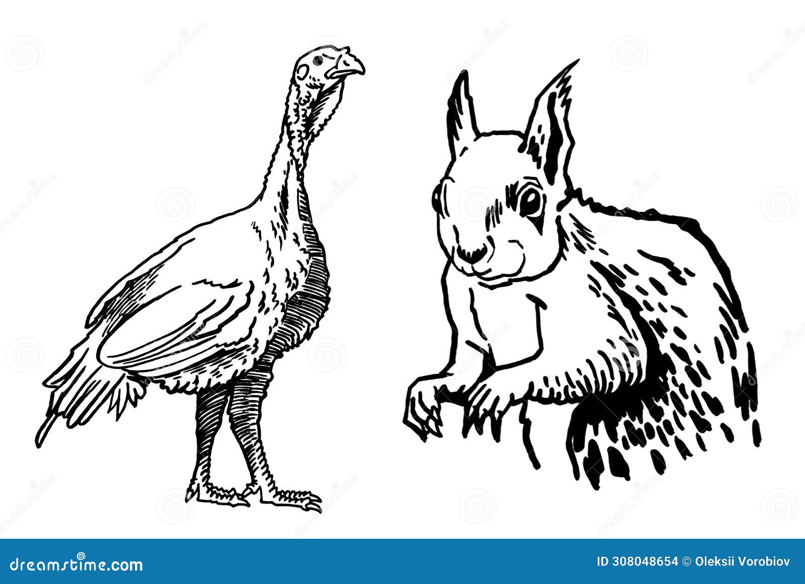 Two Graphical Animals, Turkey and Squirrel. Vector Illustration Stock ...