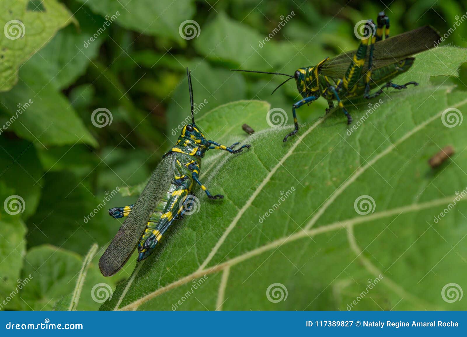 Two beautiful insects stock image. Image of colorful - 117389827