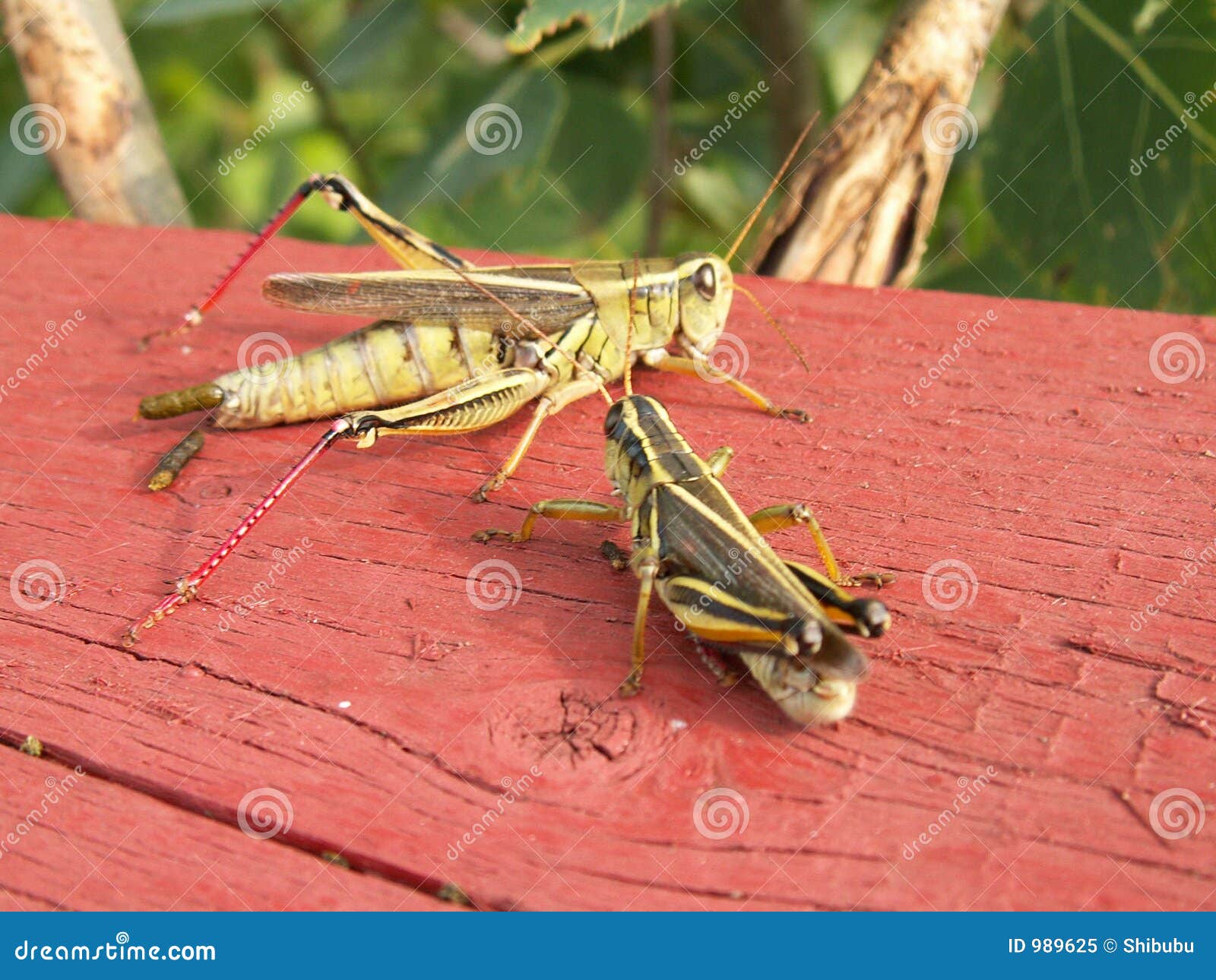 Two grasshoppers stock image. Image of friends, legs, insects - 989625