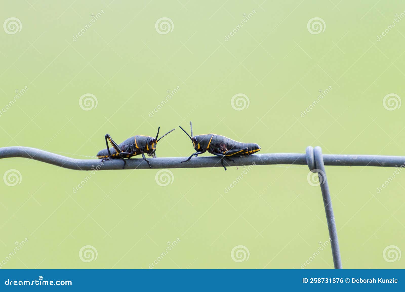 Two Grasshoppers in a Challenge Stock Photo - Image of wildlife, wire: 258731876