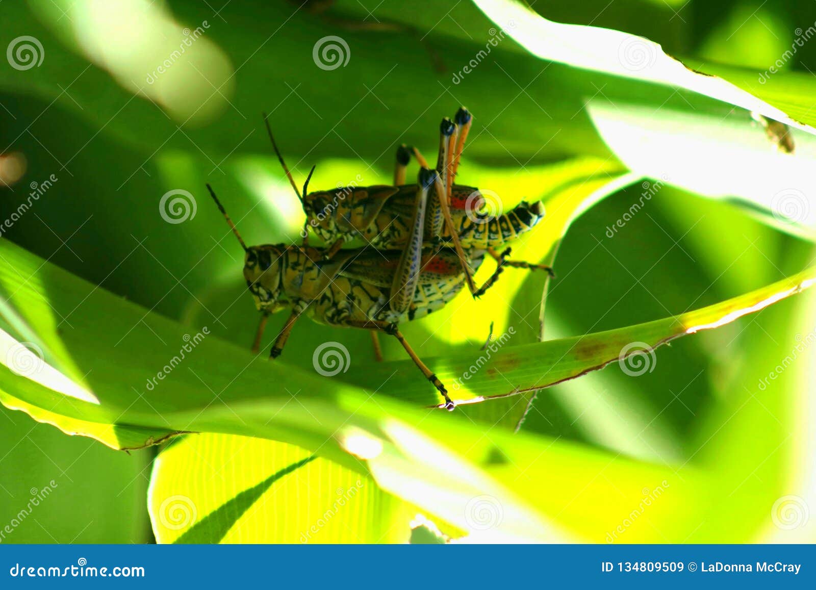 A pair of insects stock image. Image of mating, insects - 134809509