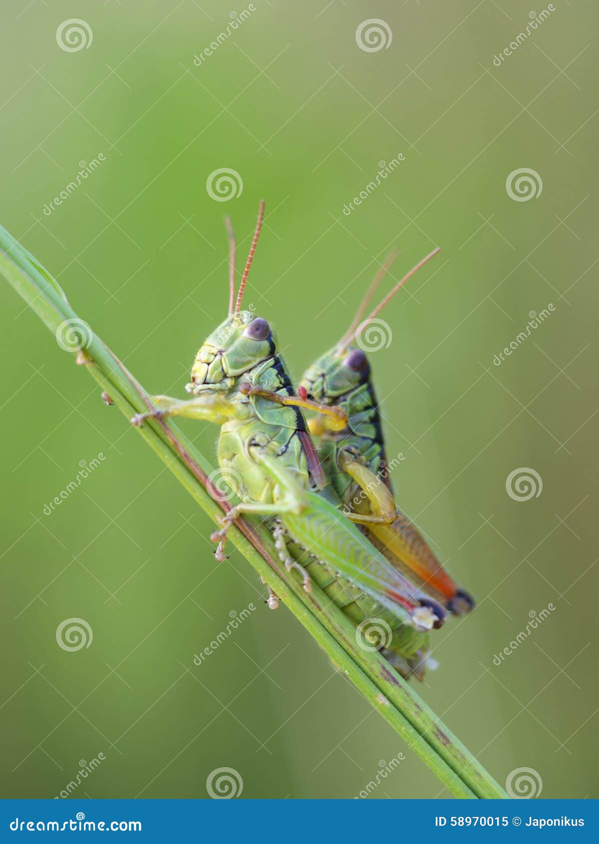 Two grasshoppers in meadow stock image. Image of abstract - 58970015