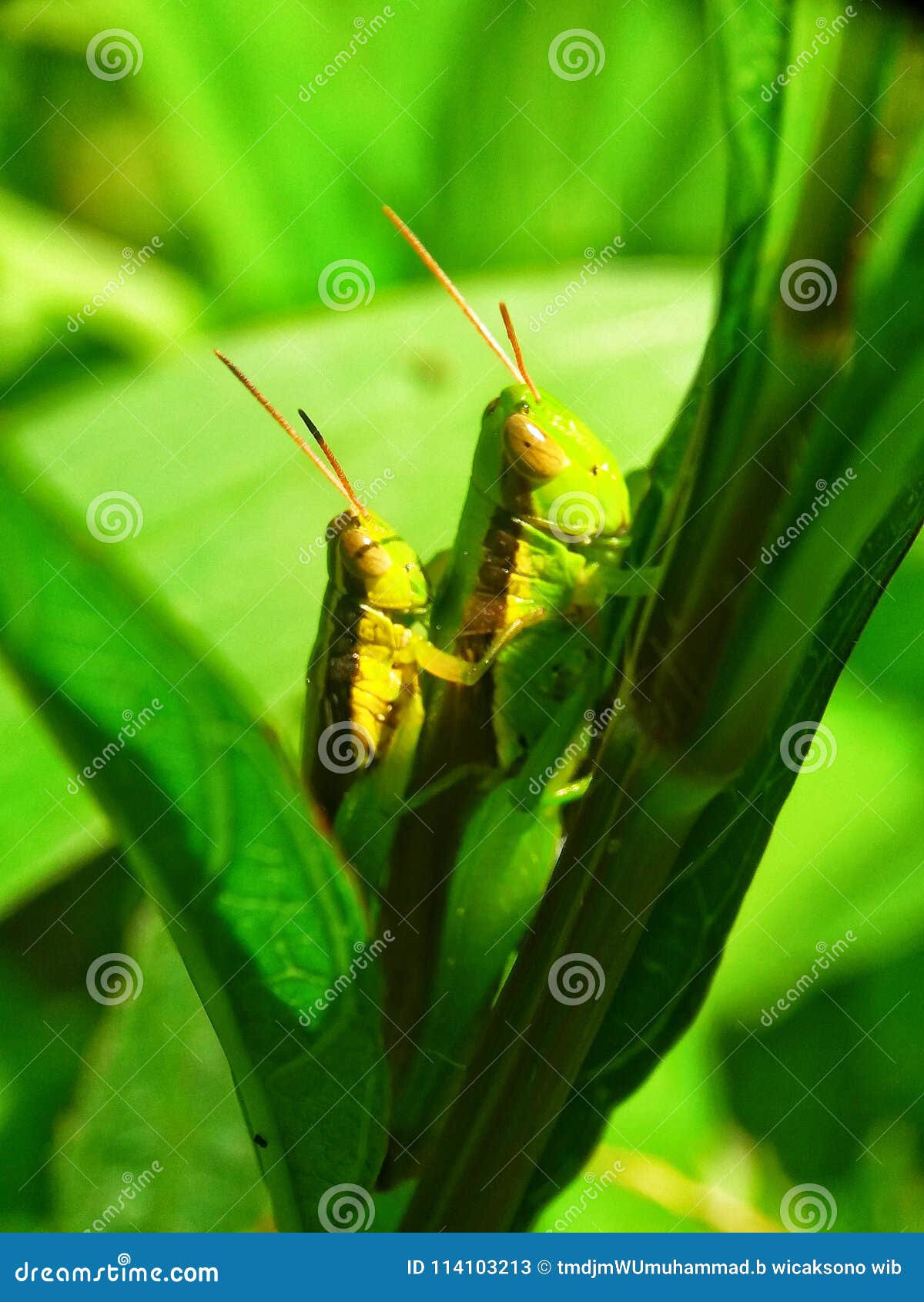 Two insects stock image. Image of grasshoppers, macro - 114103213