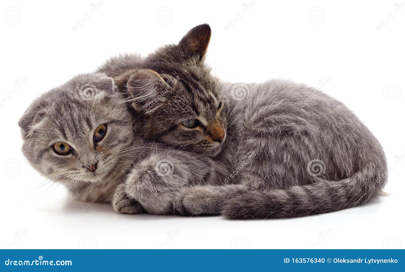 Two gray cat stock photo. Image of fluffy, cats, domestic - 163576340