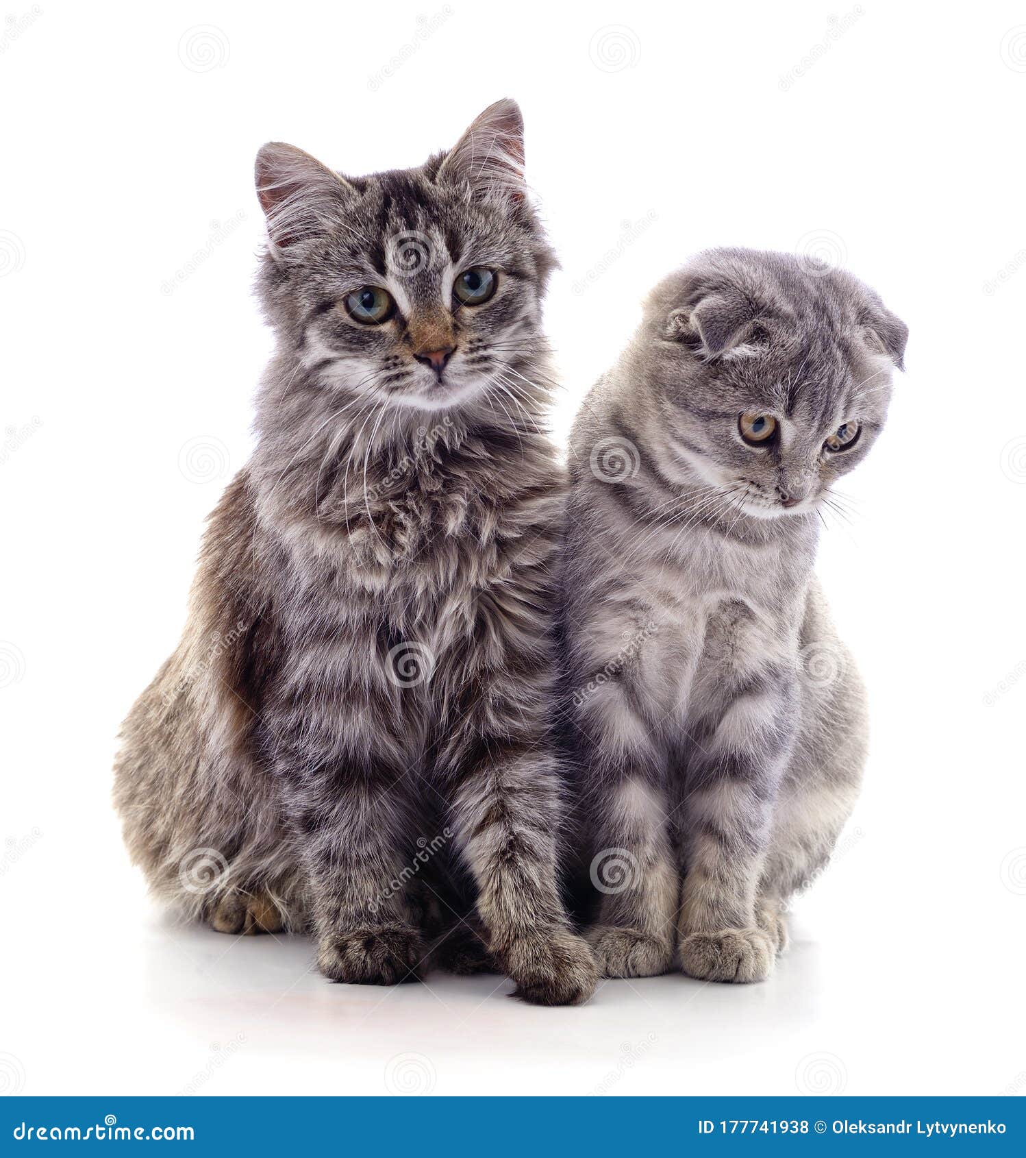 Two gray cat stock photo. Image of domestic, carnivore - 177741938