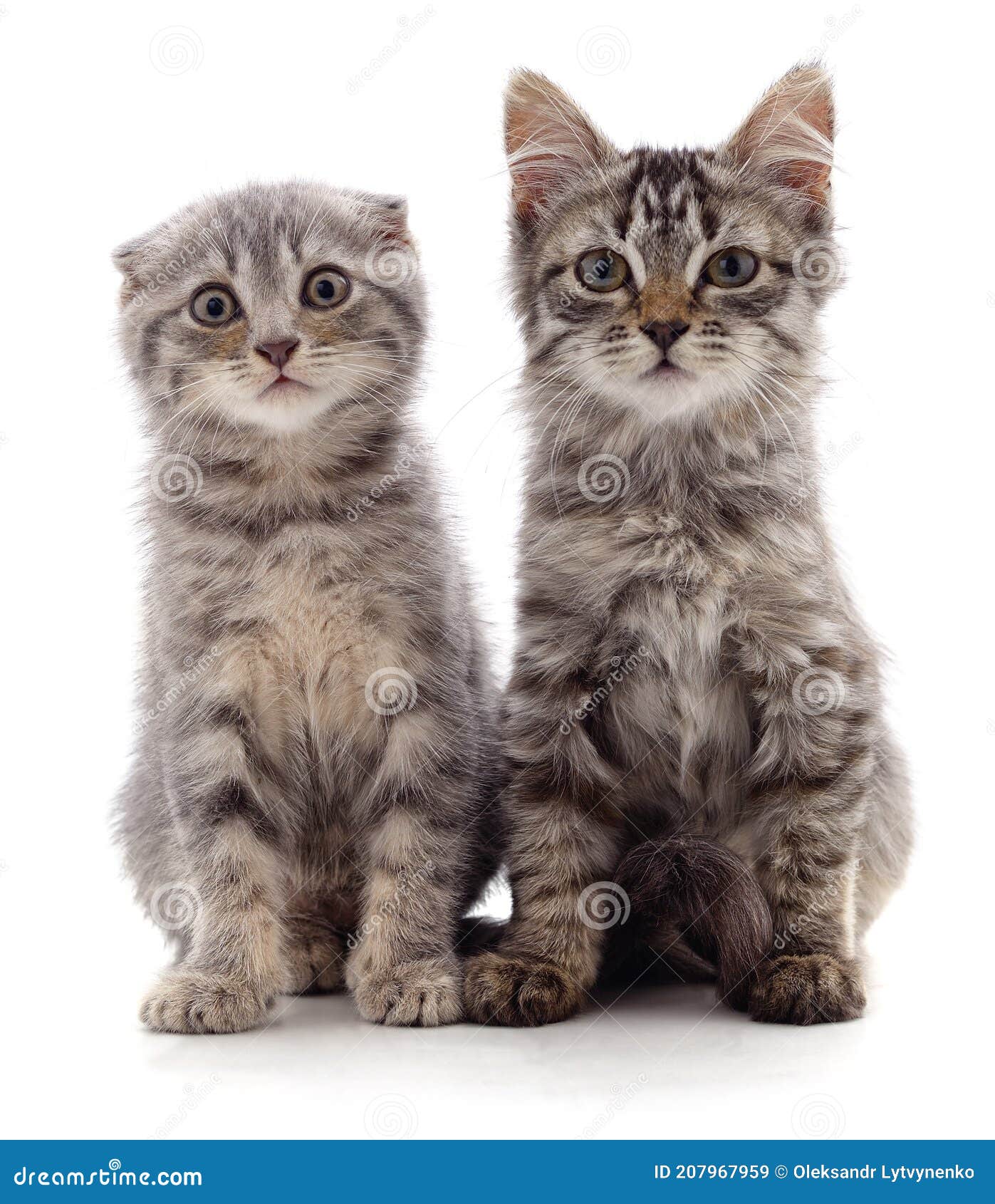 Two gray cat stock image. Image of organism, cute, mammal - 207967959