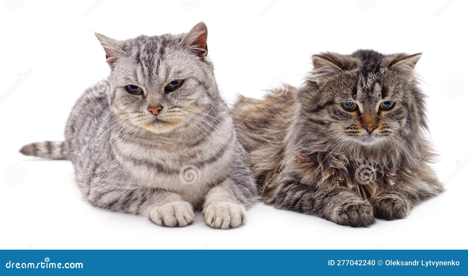 Two gray cat stock photo. Image of pets, cats, lovable - 277042240