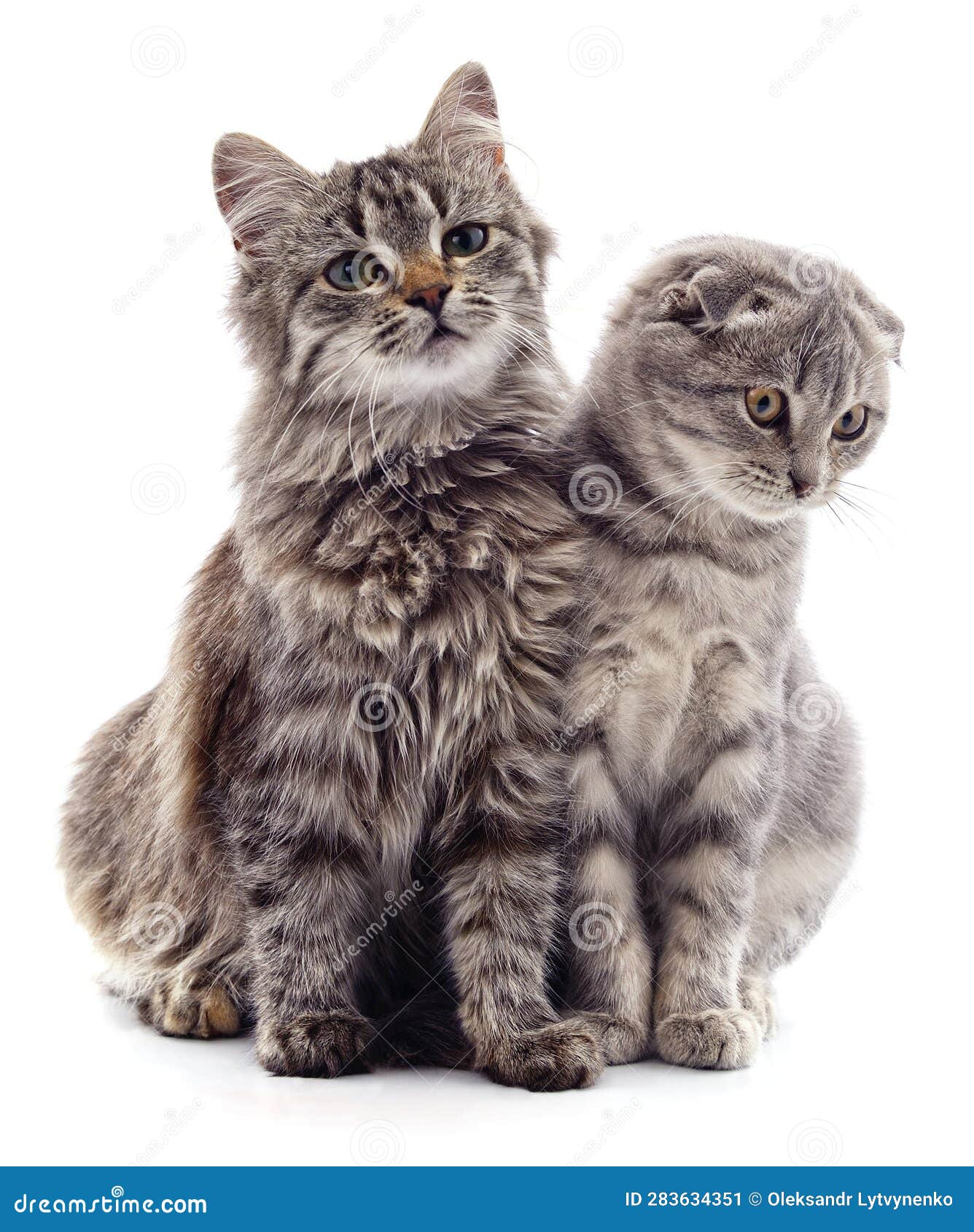 Two gray cat stock image. Image of living, silver, family - 283634351