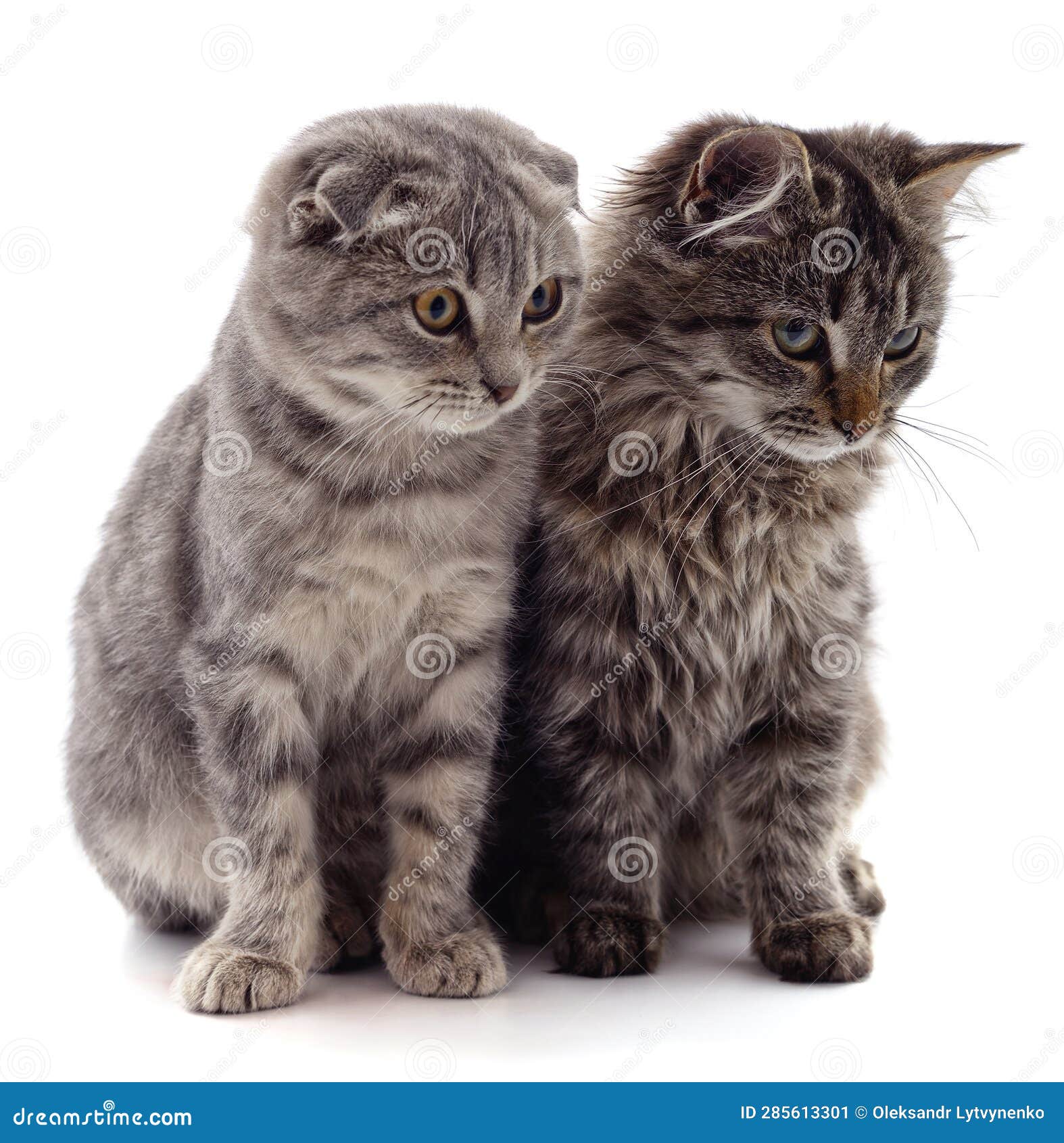 Two gray cat stock image. Image of life, living, small - 285613301