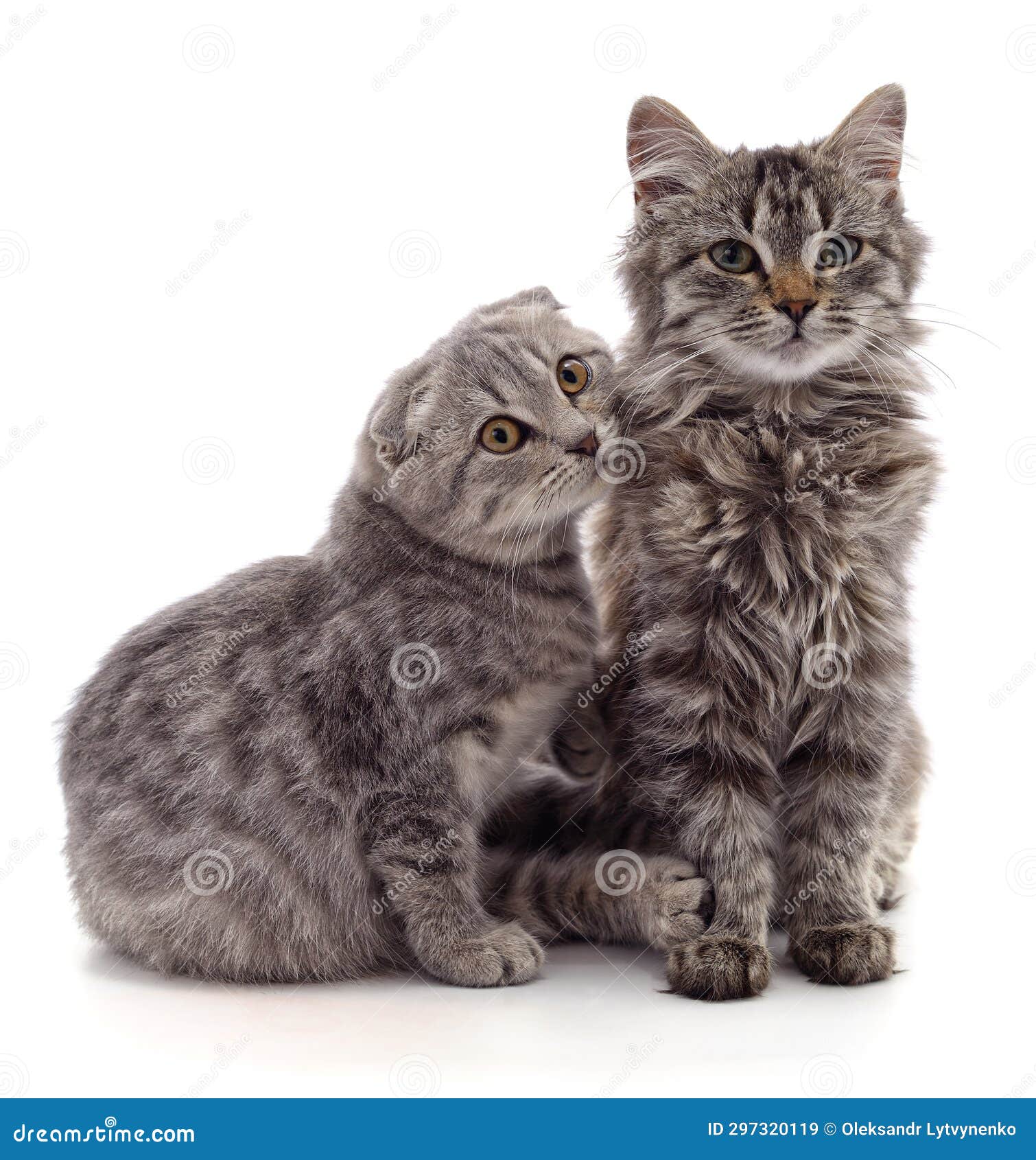 Two gray cat stock image. Image of baby, group, family - 297320119